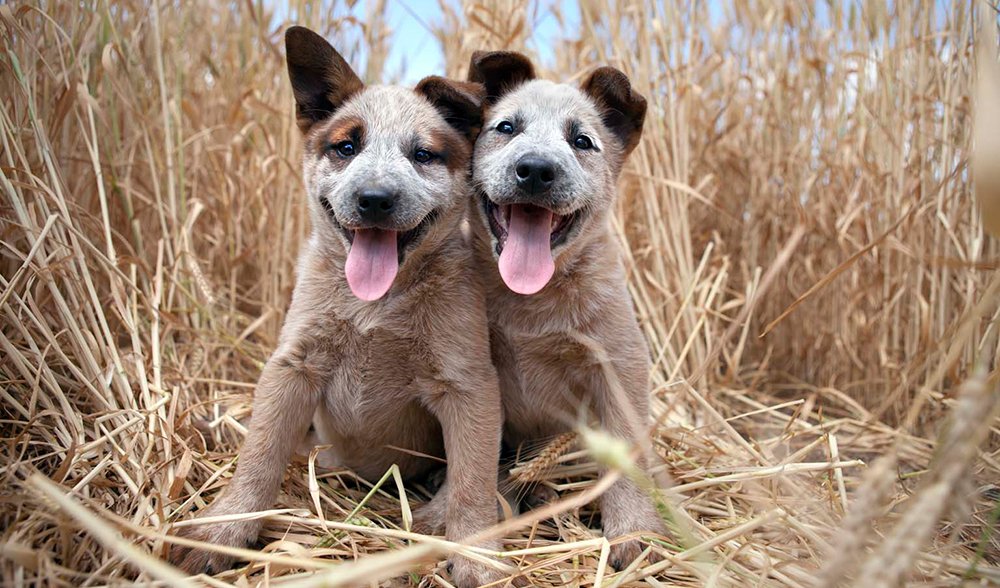 Gallery: A tribute to Aussie working dogs - Australian Geographic