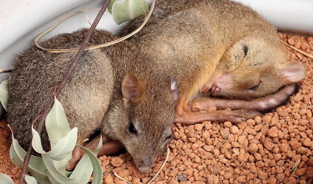 Should we be reintroducing rare marsupials to the wild? - Australian ...