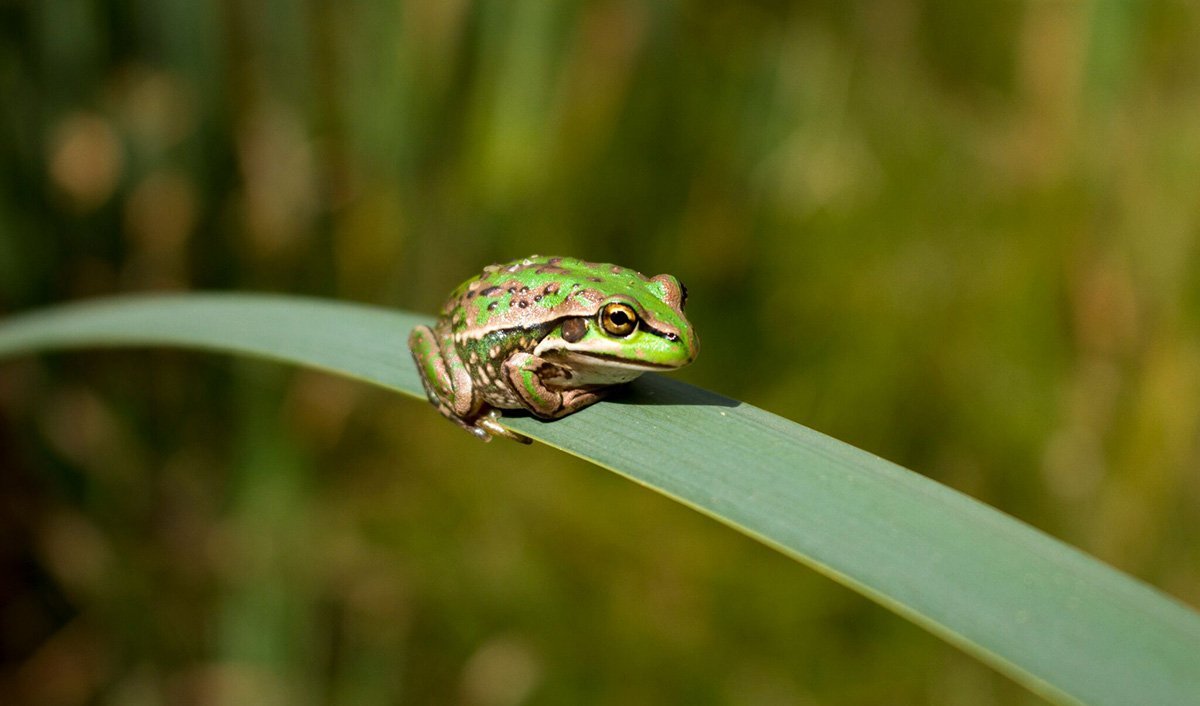 Yellow Tree Frog