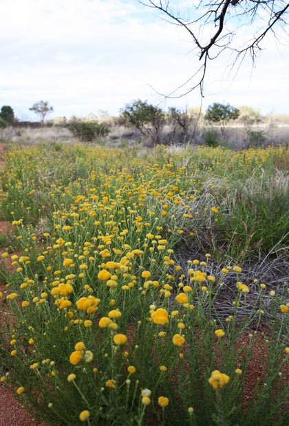 Gallery: The greening of the Red Centre - Australian Geographic