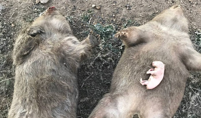 “Every minute I’m not out looking, a wombat joey dies in its mother's ...
