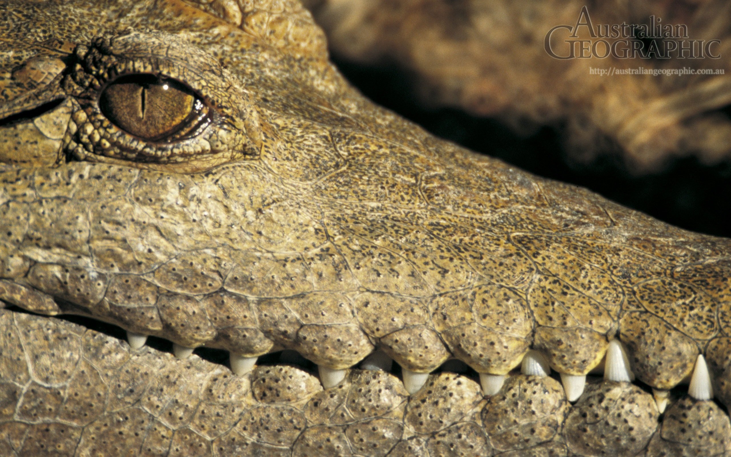 Images of Australia: Freshwater crocodile - Australian Geographic