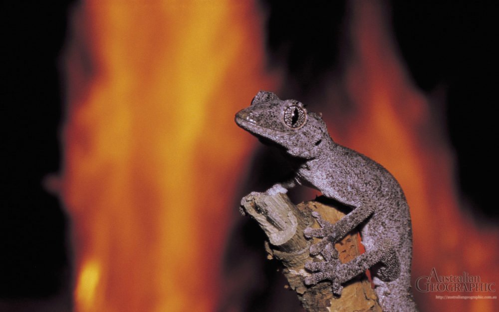 Images of Australia: Spiny-tailed gecko - Australian Geographic
