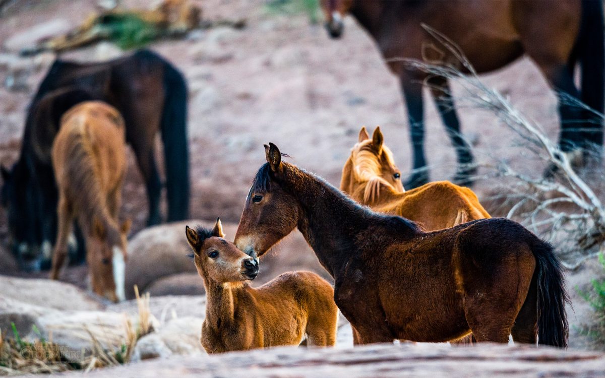 Australia's wild horses - Australian Geographic