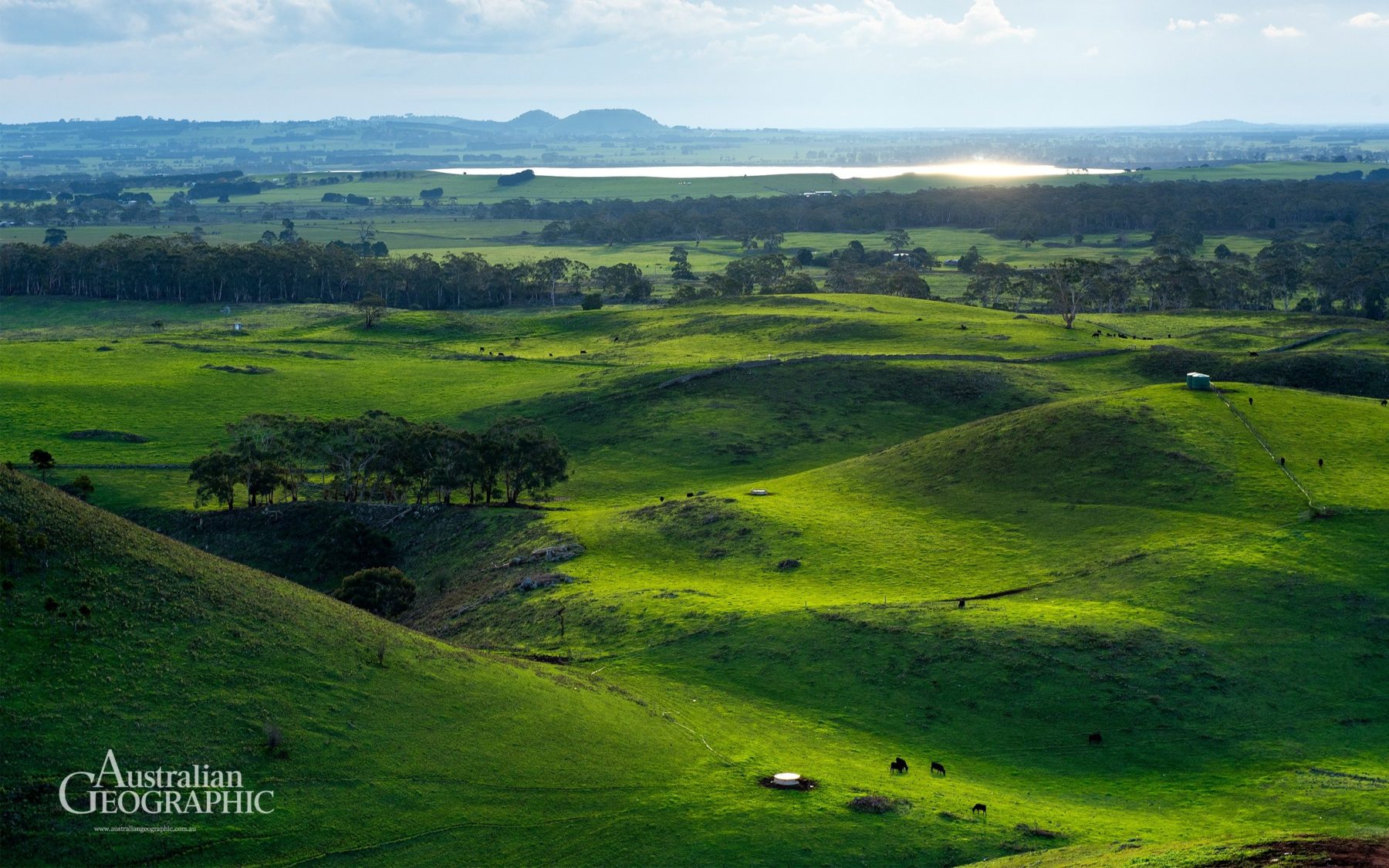 Alice Springs ghost gum - Australian Geographic
