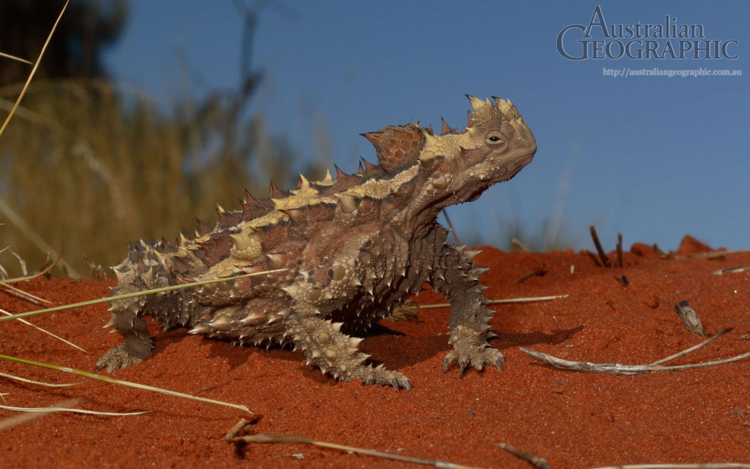 Images of Australia: Thorny devil, Moloch horridus - Australian Geographic