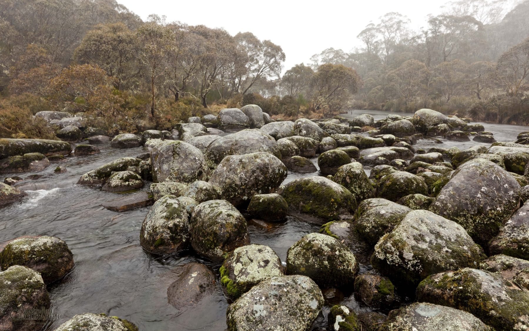 Track through Barrington Tops, New South Wales - Australian Geographic