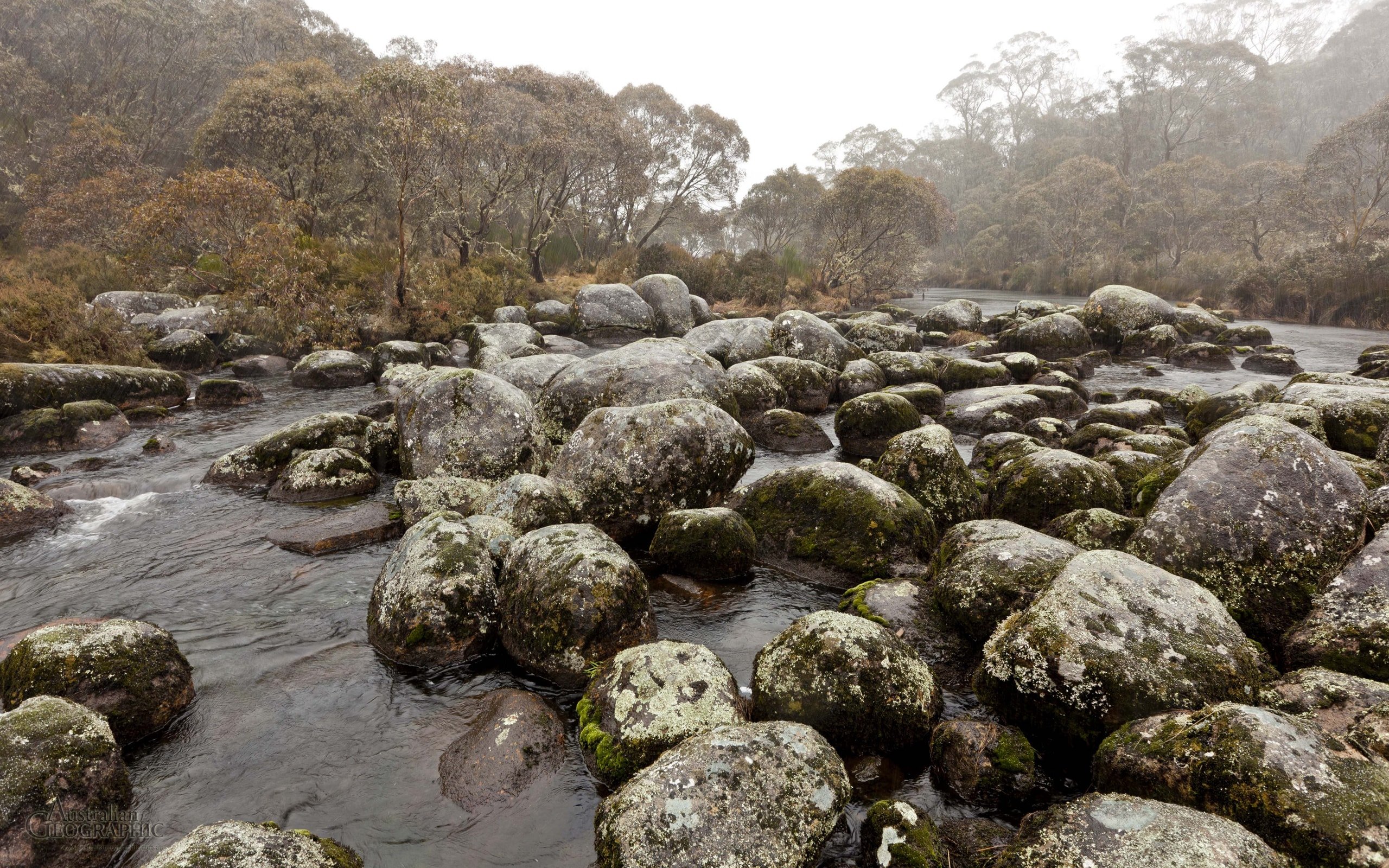 Track through Barrington Tops, New South Wales - Australian Geographic