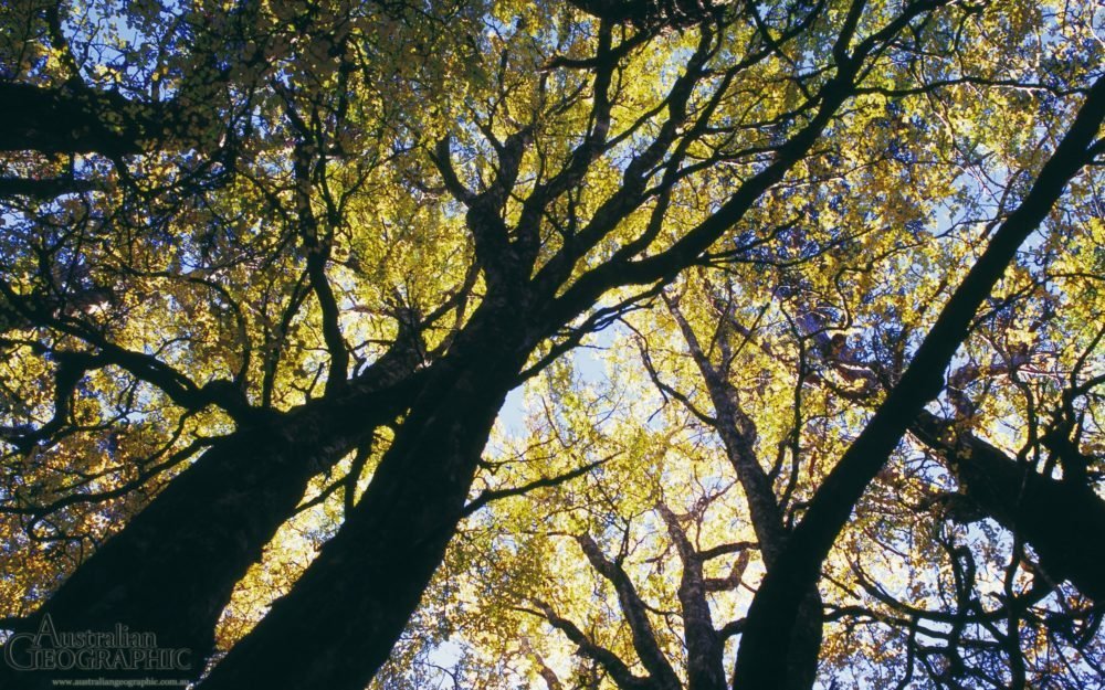 Images of Australia: Beech trees, Tasmania - Australian Geographic
