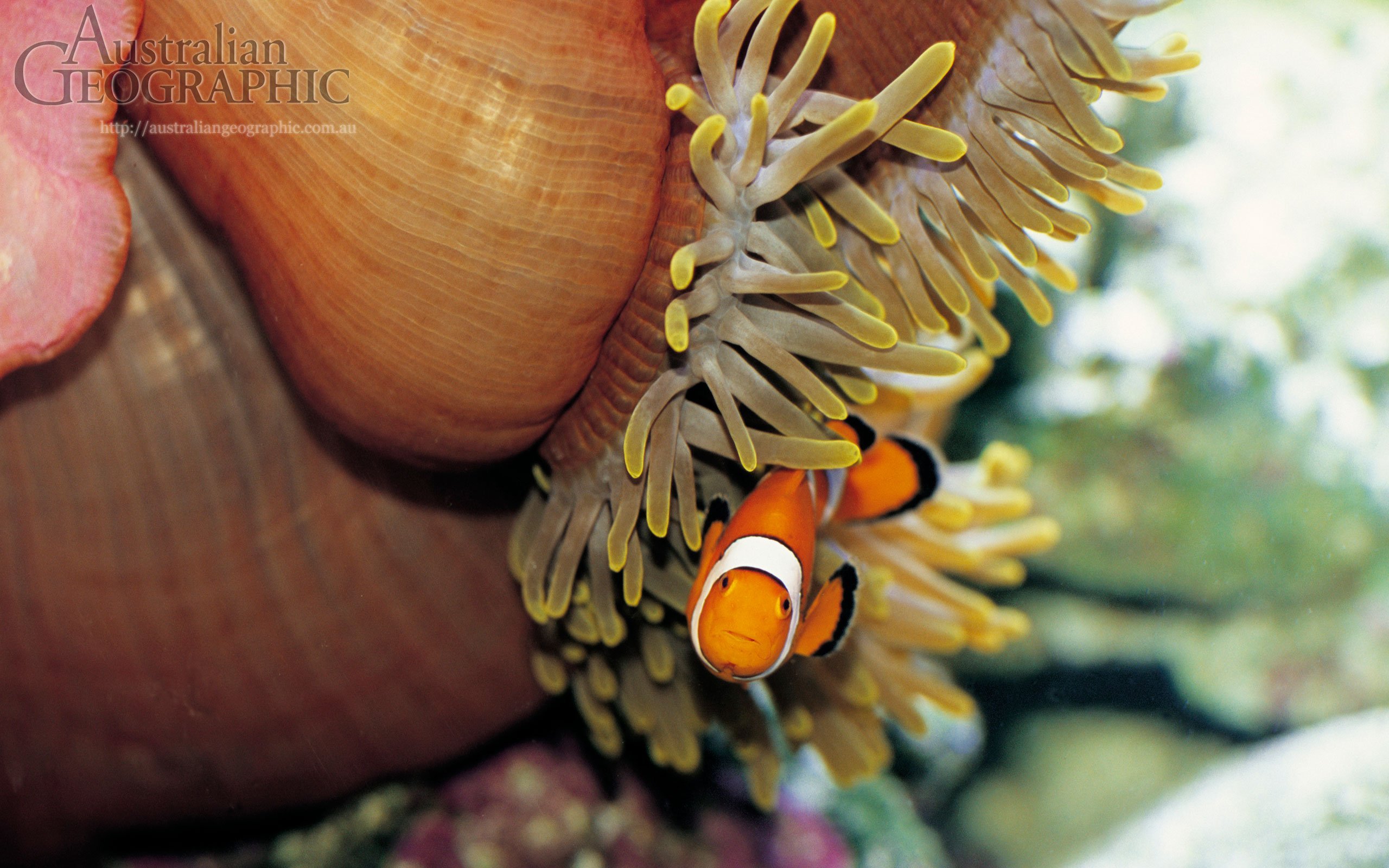 Images of Australia: Clown fish, Great Barrier Reef, Queensland ...