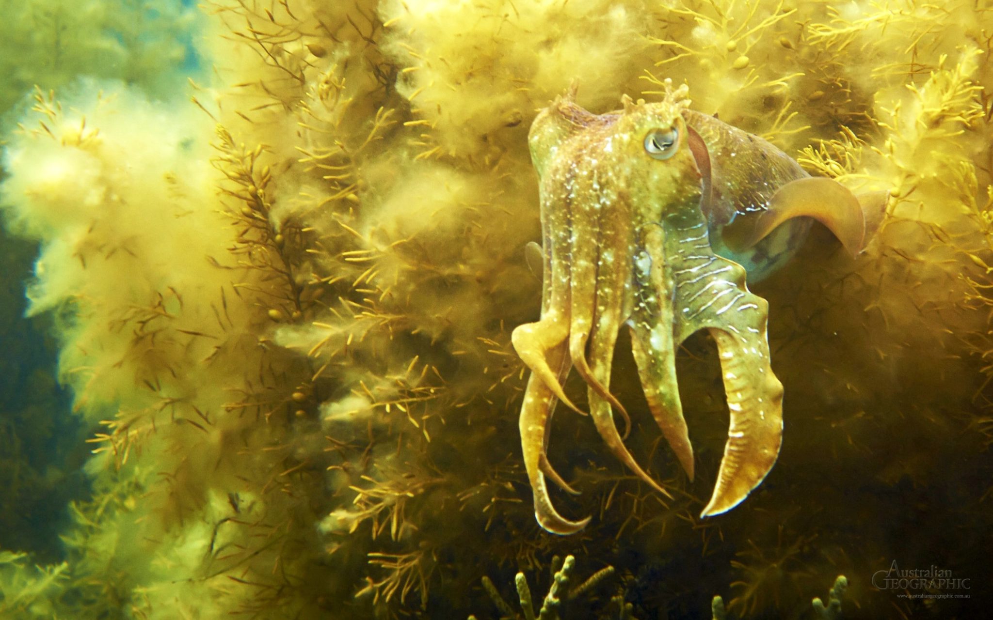 Cuttlefish, Whyalla, South australia - Australian Geographic