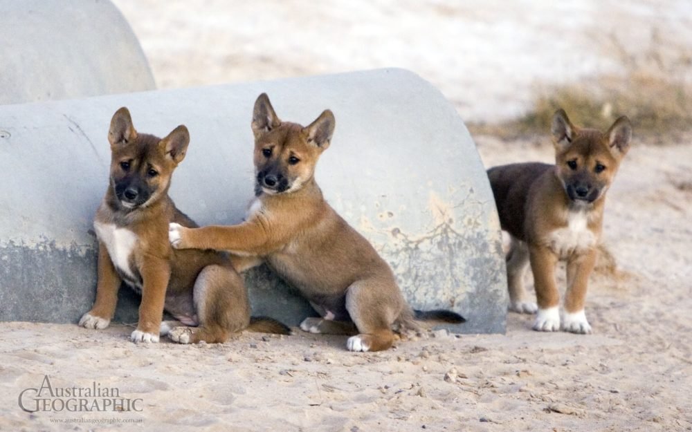 Images of Australia: Dingo pups - Australian Geographic