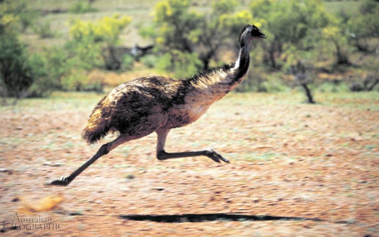 Emu, Flinders Ranges, SA - Australian Geographic
