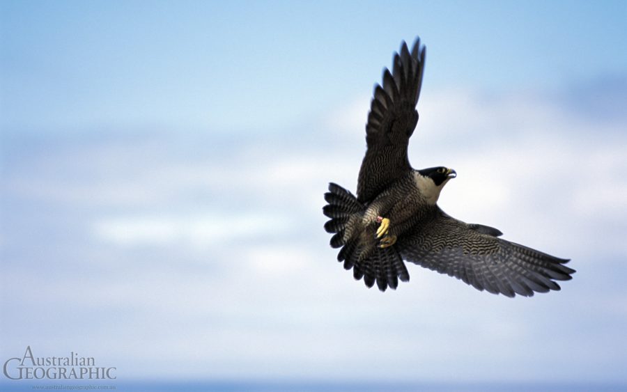 Falcon in flight - Australian Geographic