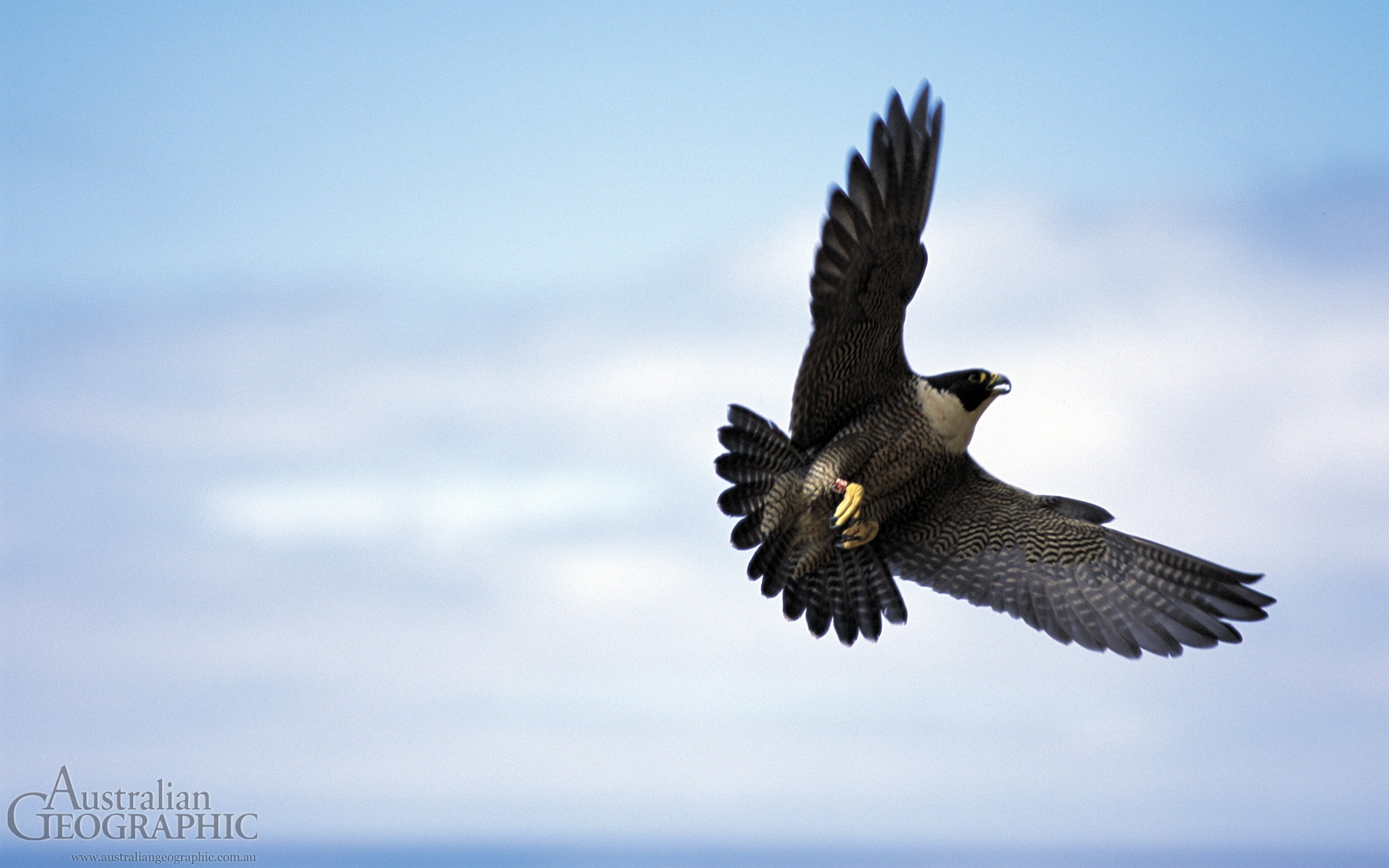 Falcon in flight - Australian Geographic