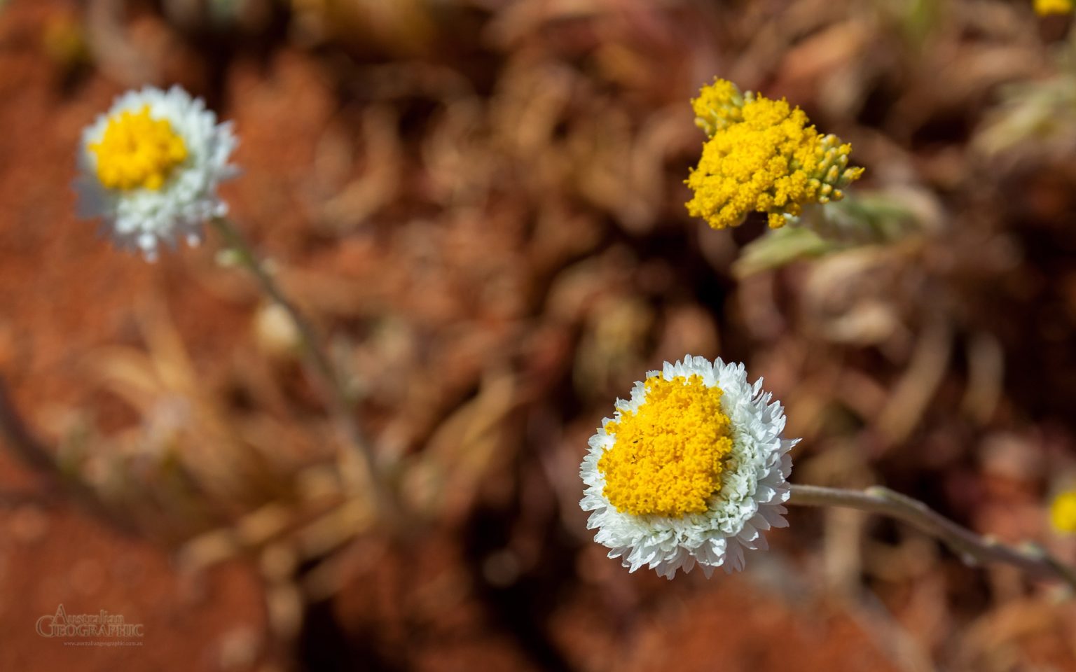 Wildflowers in APY lands - Australian Geographic