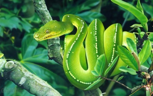 Green tree python illustration - Australian Geographic
