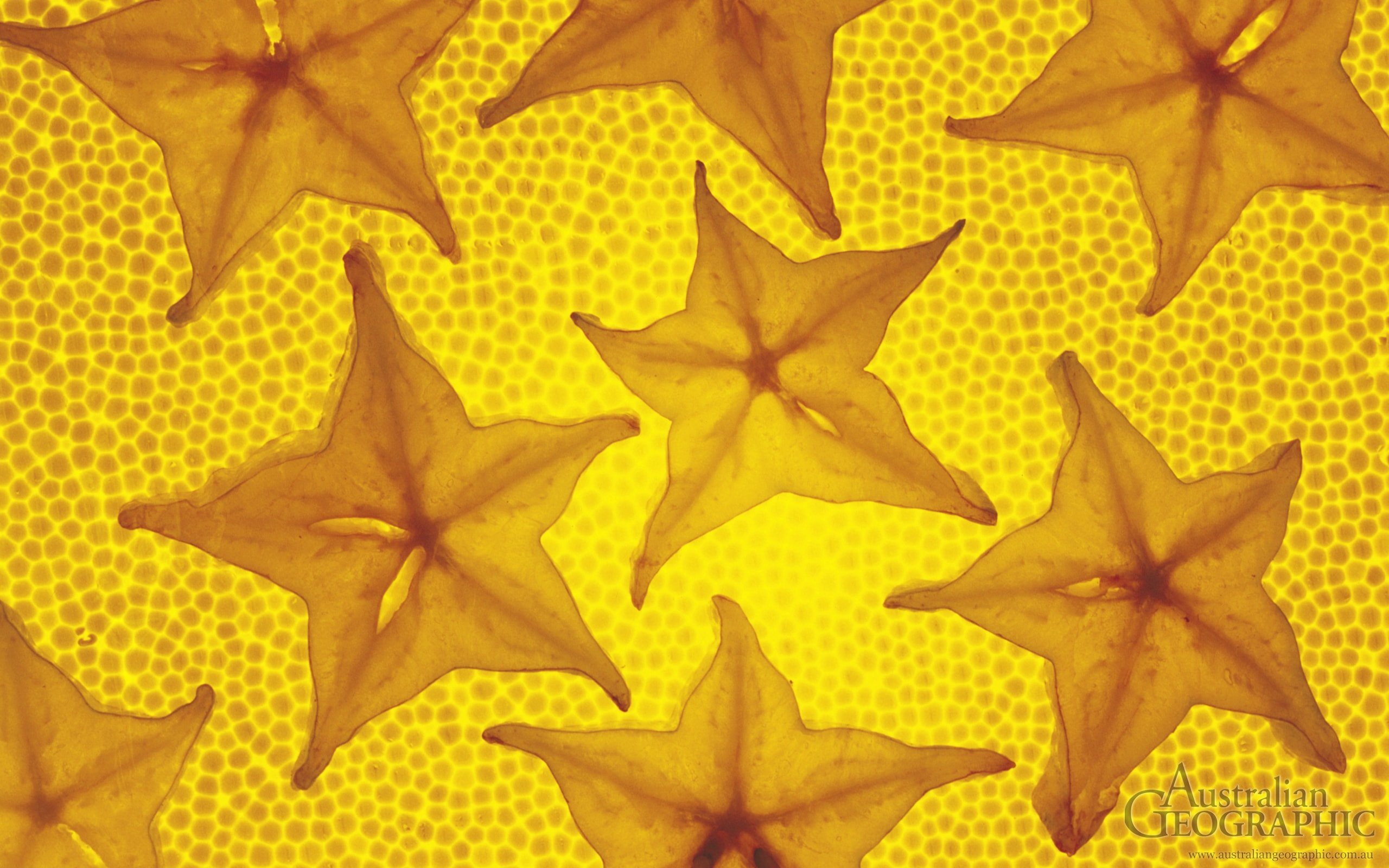 Macadamia pollen - Australian Geographic