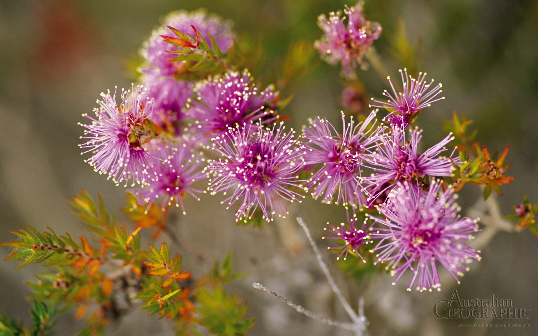 Flowering melaleuca, South Coast Track, Tasmania - Australian Geographic