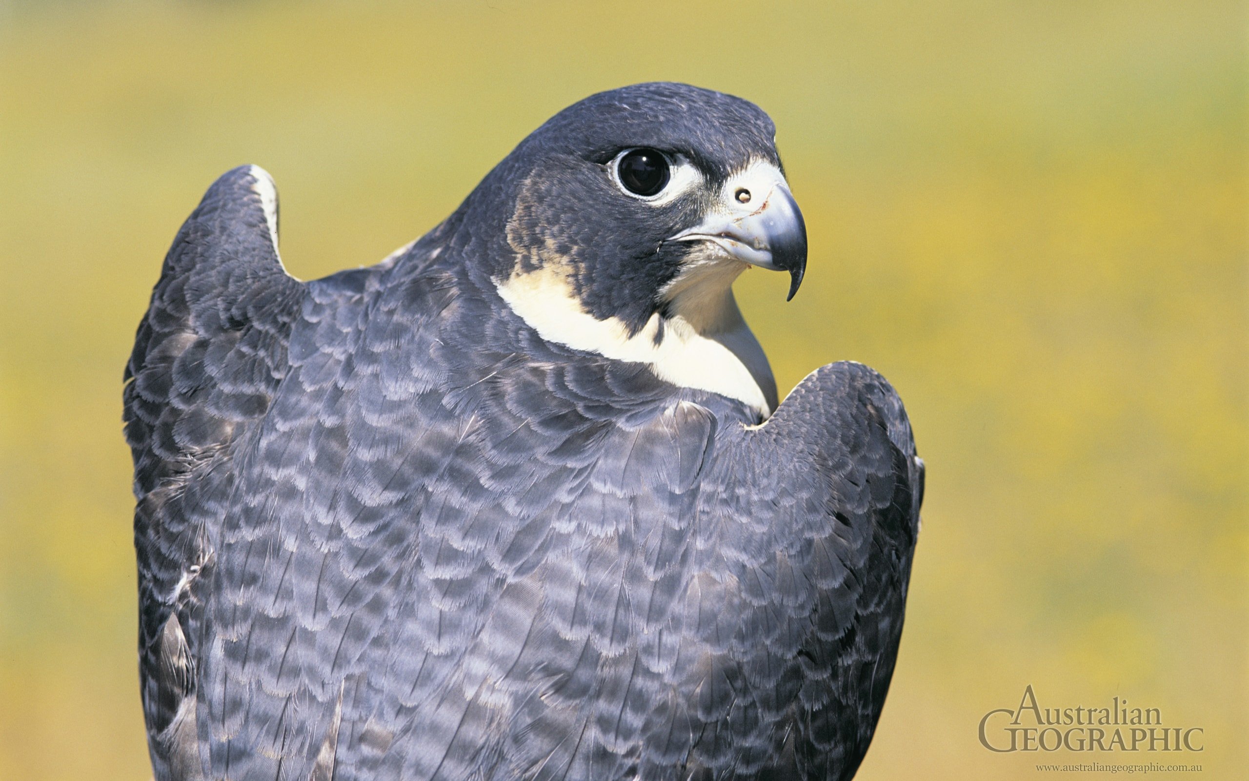 Peregrine falcon - Australian Geographic