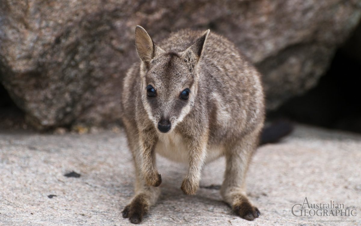 Rock wallaby, Magnetic Island, Queensland - Australian Geographic