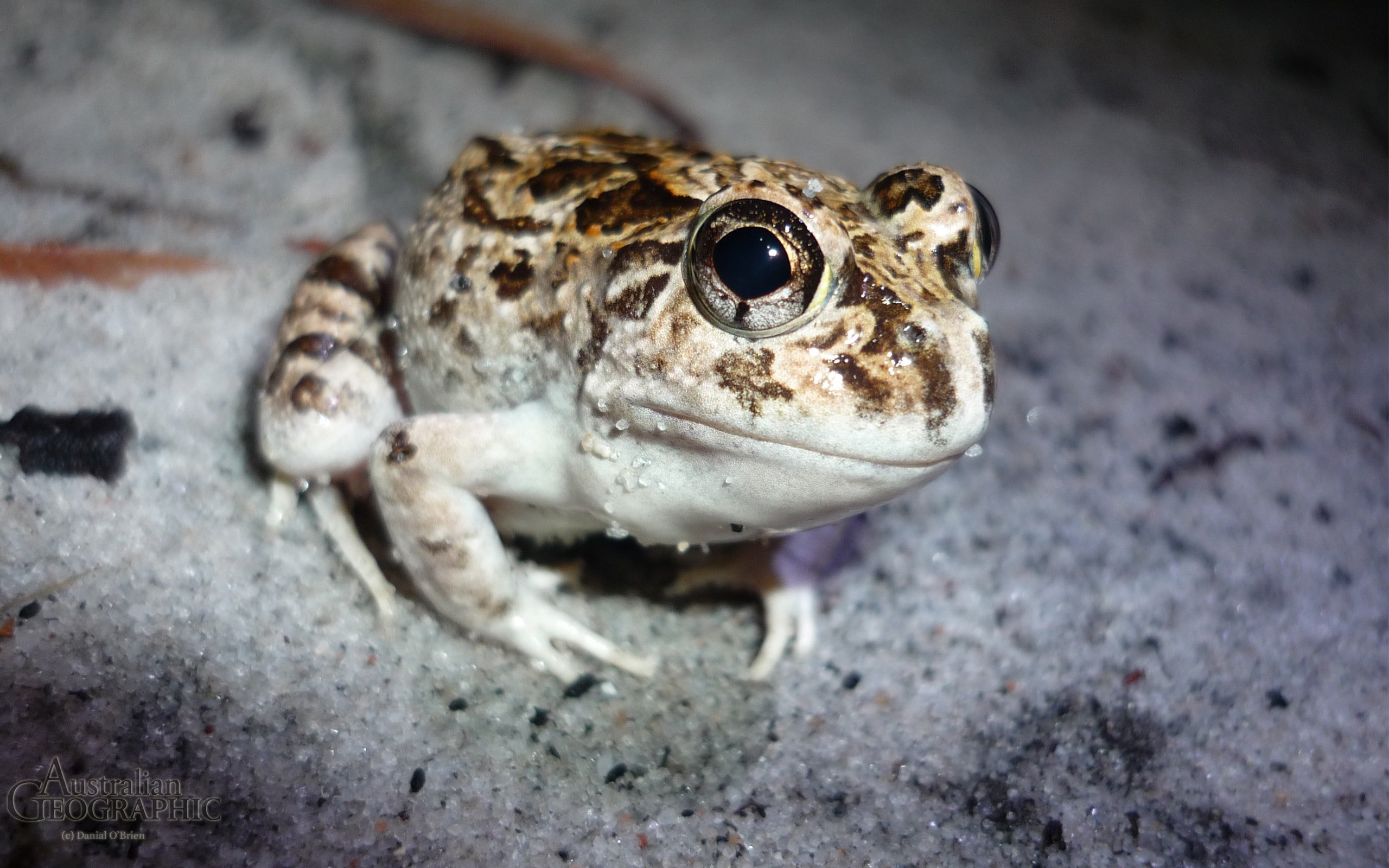 Ornate burrowing frog, New South Wales - Australian Geographic