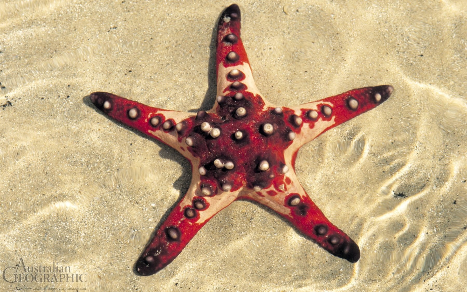 Chocolate chip starfish - Australian Geographic