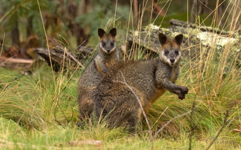 Swamp wallabies - Australian Geographic