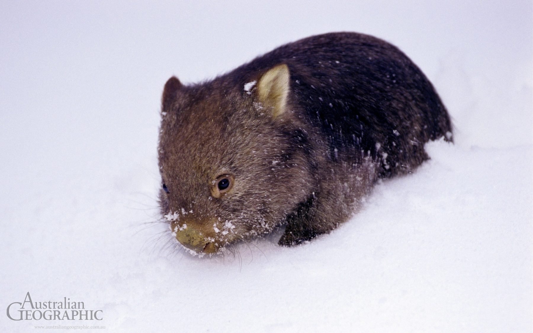 Images of Australia: Baby wombat - Australian Geographic