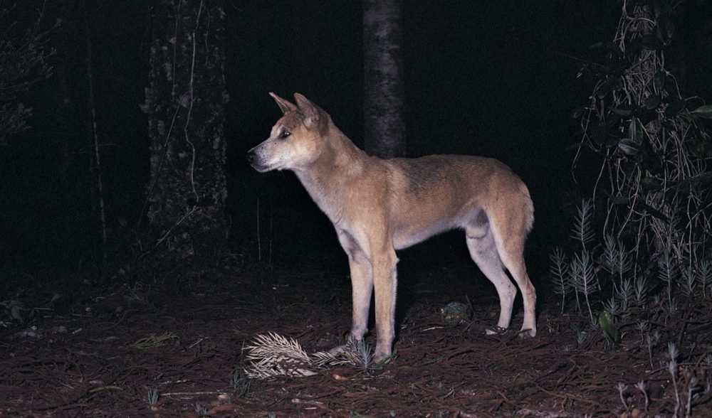 Dingo bones excavated in 1960s are the oldest ever found - Australian ...