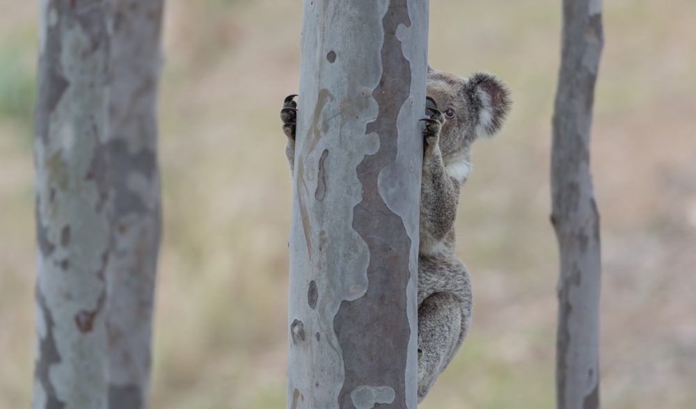 Scientists are still finding burnt koalas weeks after bushfires ...