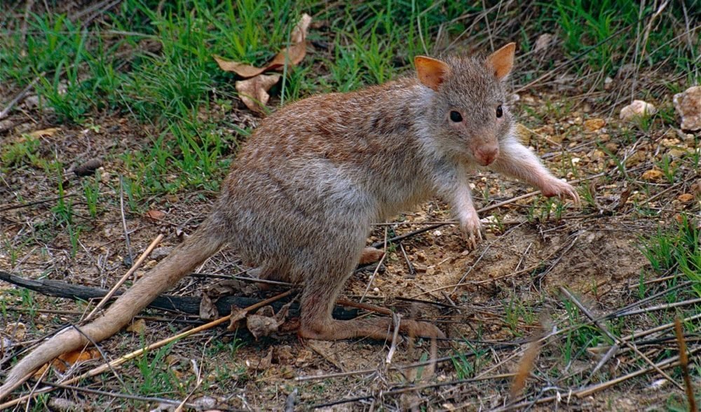 The mini-kangaroo with the T. rex arms - Australian Geographic