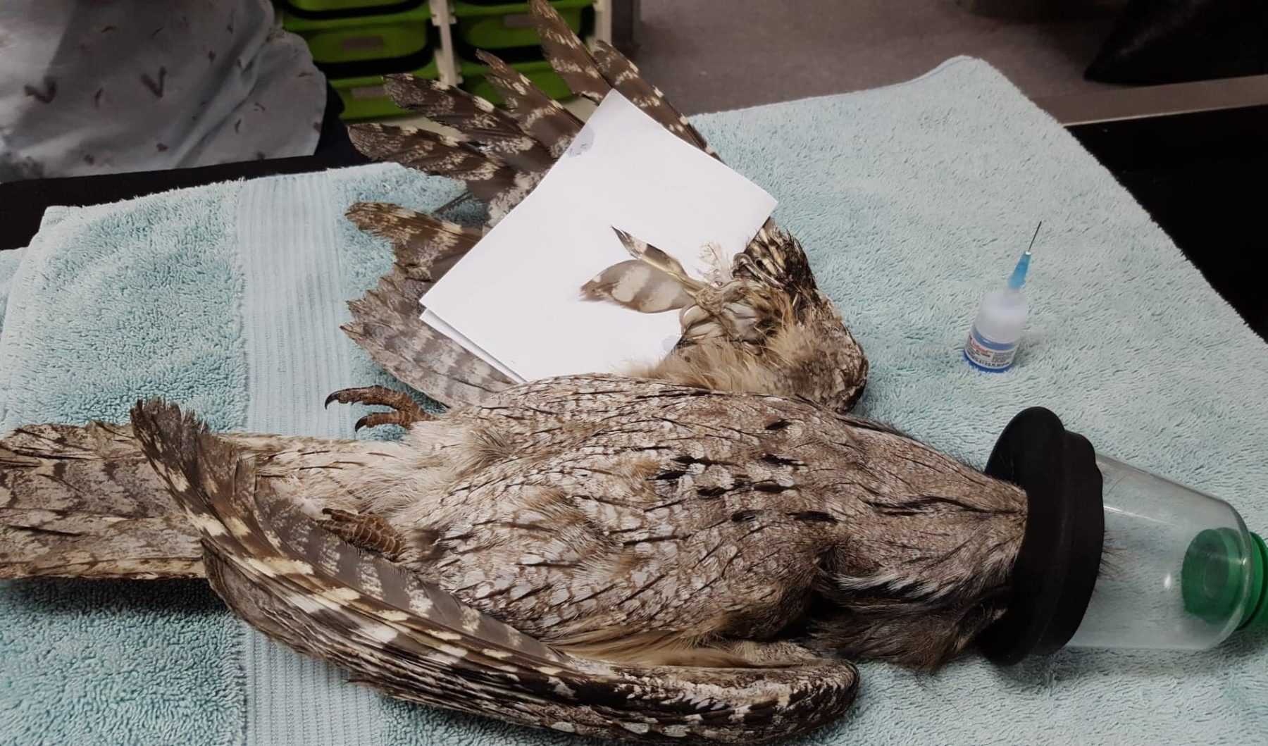 Feather transplant gives tawny lucky break - Australian Geographic