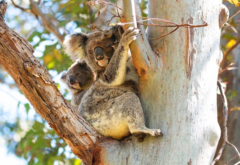 Tucki Tucki Koala and Joey