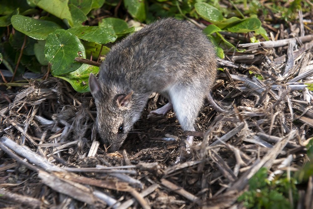 The bandicoots in your backyard