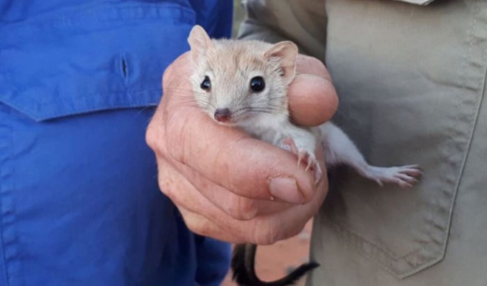 Crest-tailed mulgara rediscovered in NSW after century-long absence ...