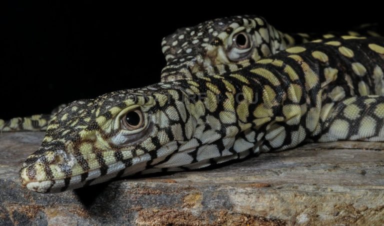 This gigantic monitor is proof that Australia has the best reptiles