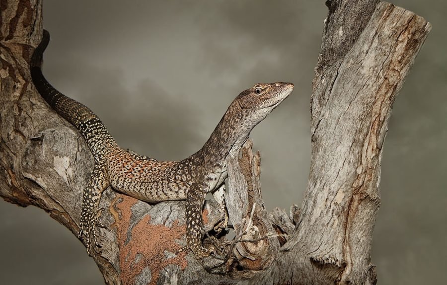 This gigantic monitor is proof that Australia has the best reptiles