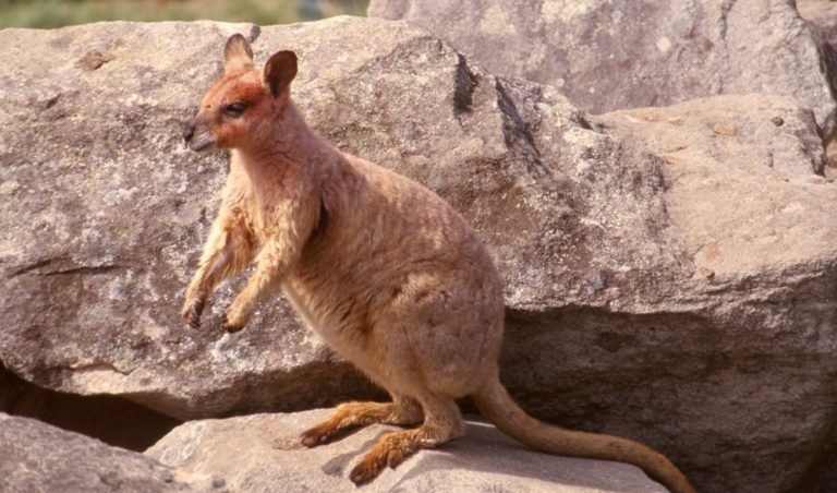 The wallaby with a purple neck - Australian Geographic