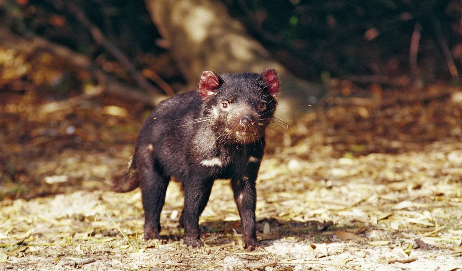 Tasmanian devils look set to conquer facial tumour disease - Australian ...