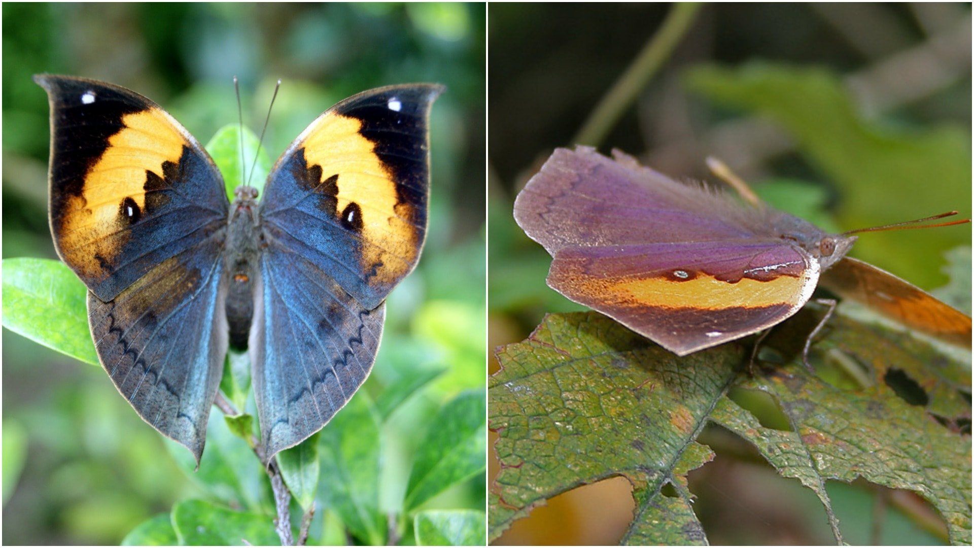 This dead leaf butterfly has a dazzling secret