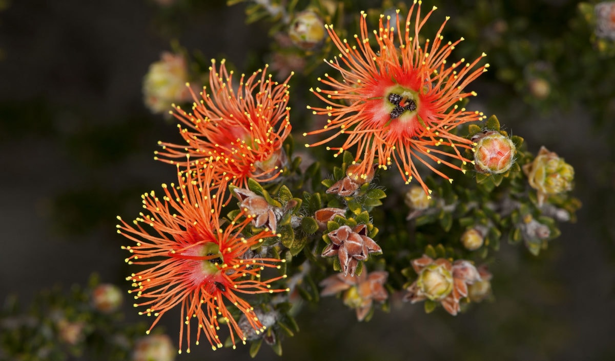 Western Australia wildflower bloom best in years: pictures