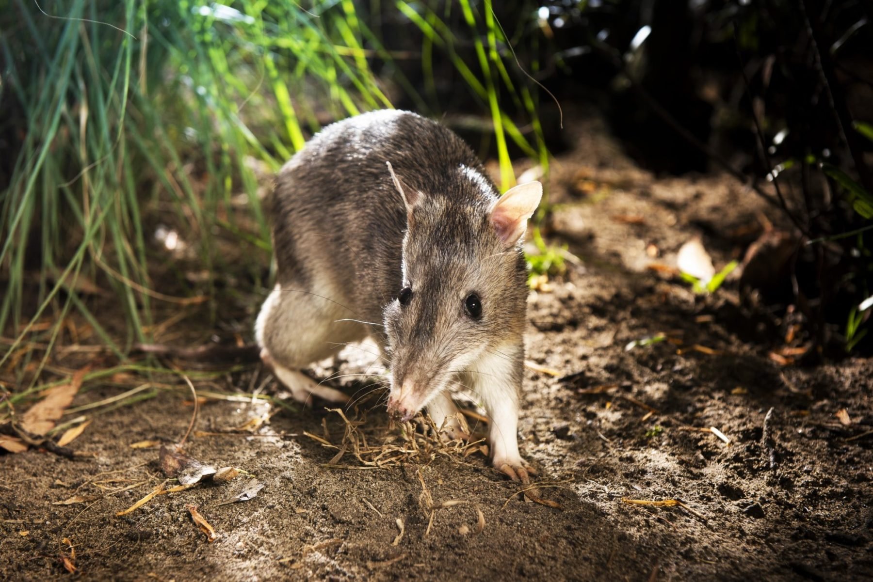 Save the long-nosed bandicoot
