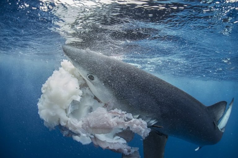 In pictures: the Life of Leeuwin