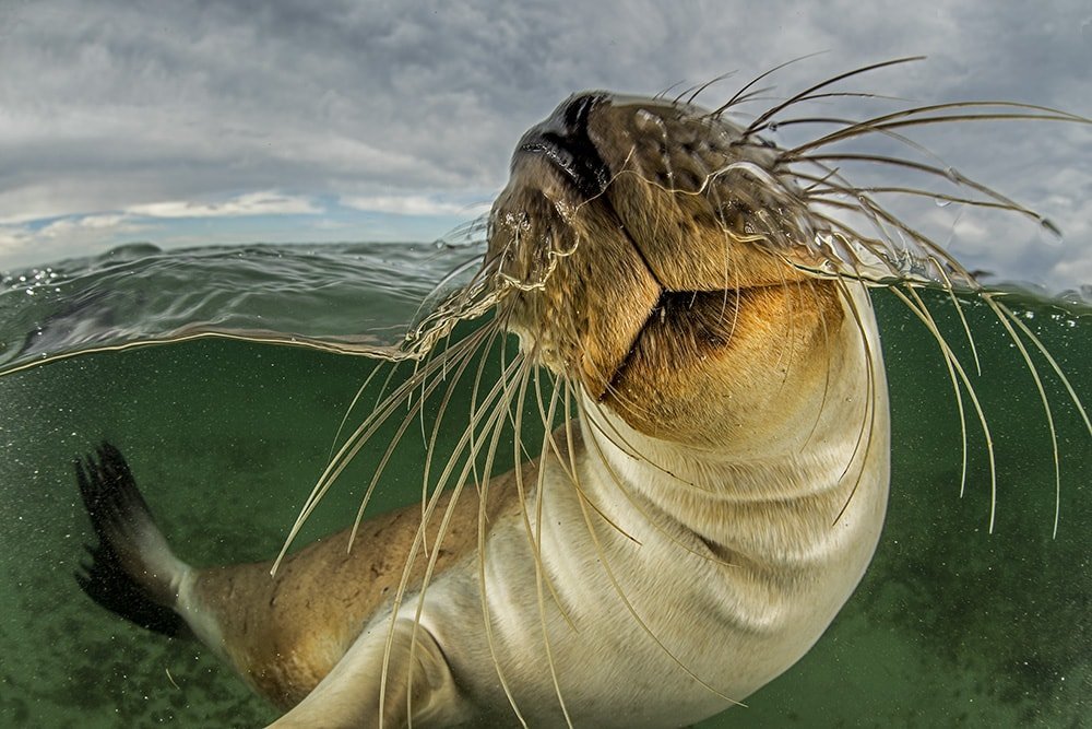 In pictures: the Life of Leeuwin