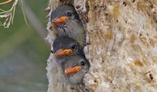 Australia is the real home of mistletoe