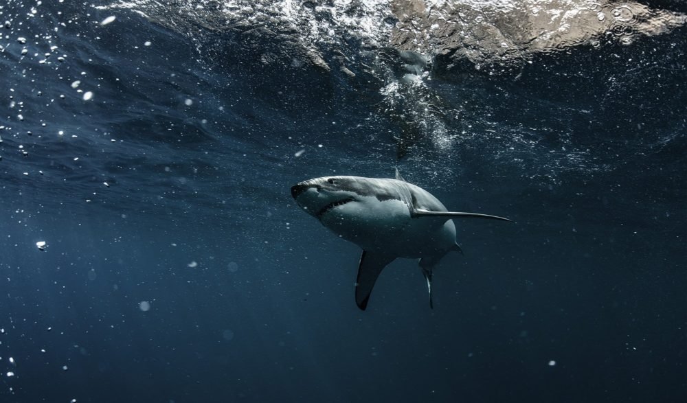 With water, we have sharks: 8 shark safety tips