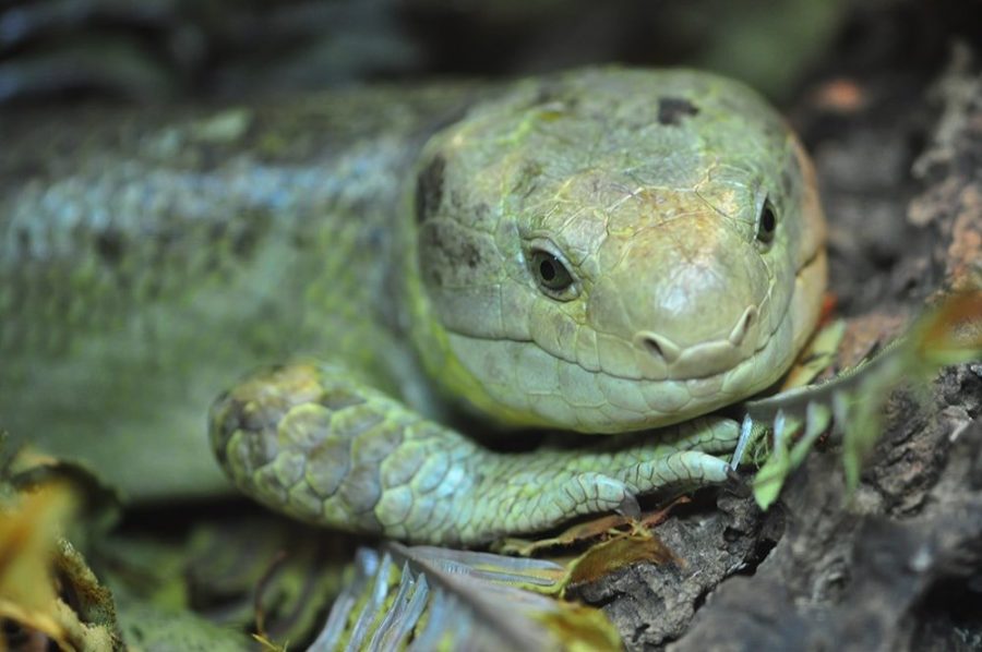 The Solomon Islands skink is an absolute unit