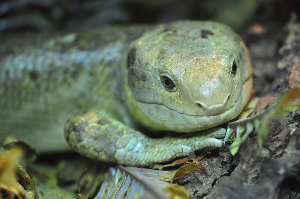 The Solomon Islands skink is an absolute unit