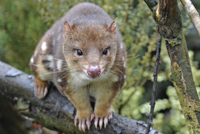 Help save the threatened spotted-tailed quoll